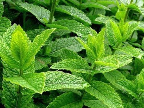 Alivia Aí: 7 ingredientes naturais pelo mundo que acabam com a dor